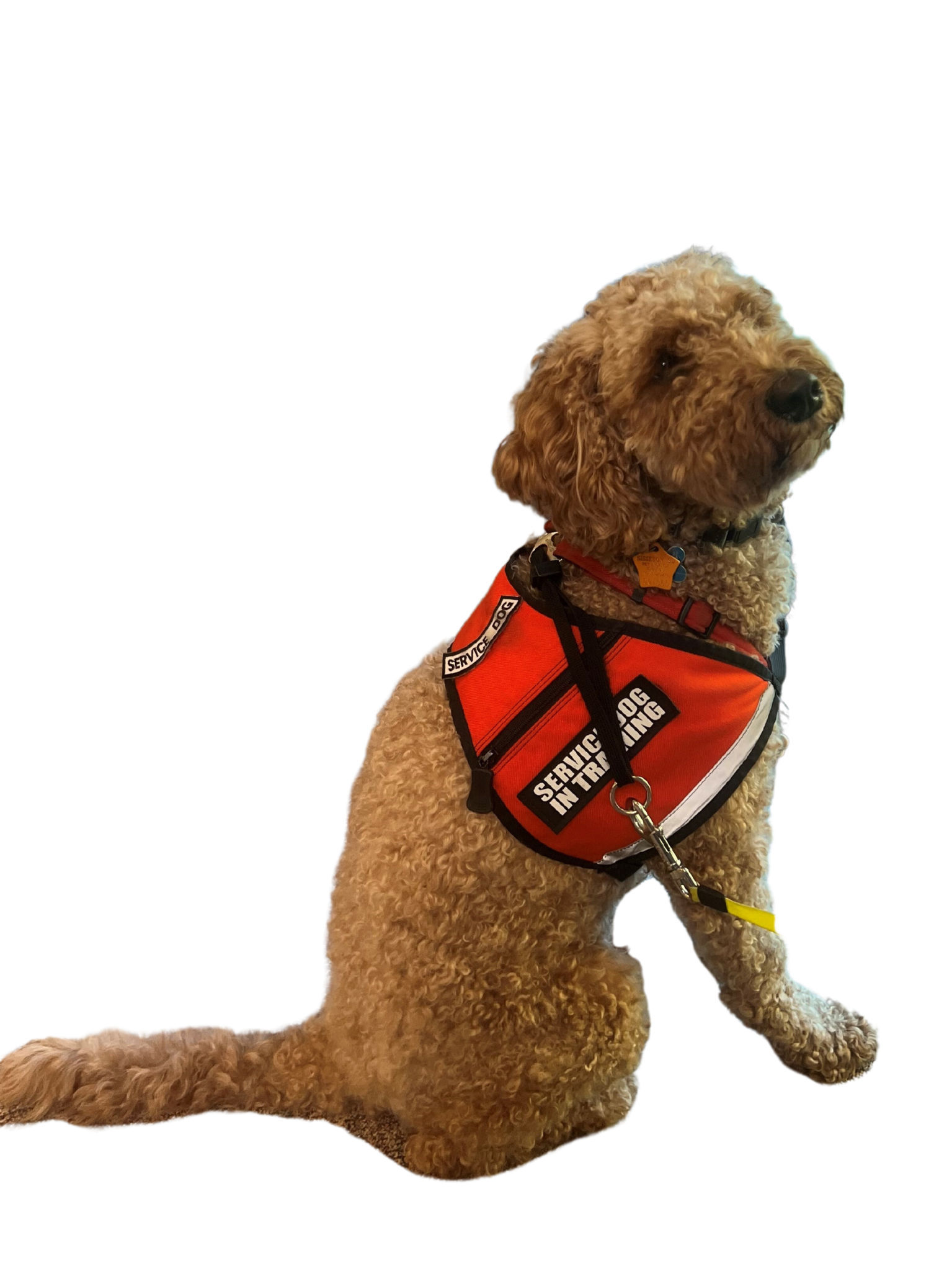 Serving Others with a Service Dog - Sisters of the Divine Savior